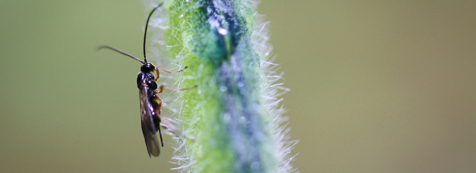 Invertebrates - Denali National Park & Preserve (U.S. National Park ...