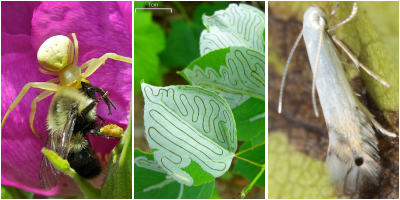 Invertebrates - Denali National Park & Preserve (U.S. National Park ...