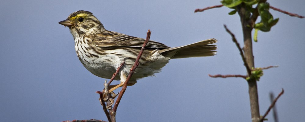 Songbird Monitoring - Denali National Park & Preserve (U.S. National ...