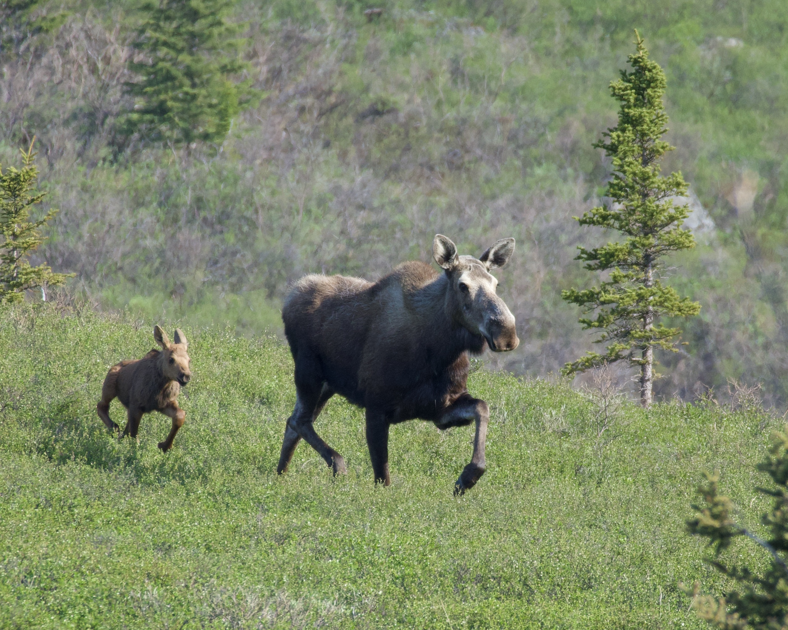 Wildlife Safety - Denali National Park & Preserve (U.S. National Park ...