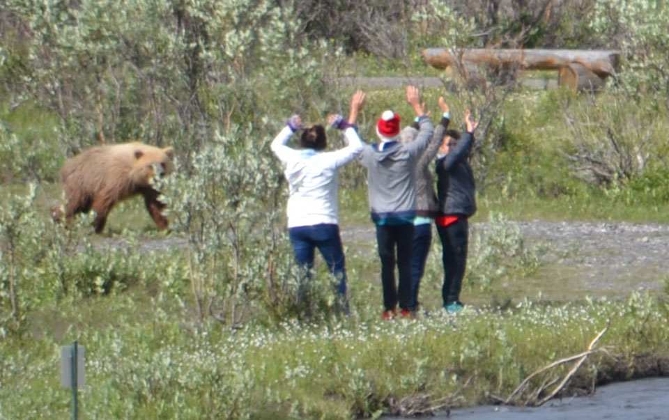 Learning from Bear Encounters of 2016 - Denali National Park & Preserve ...