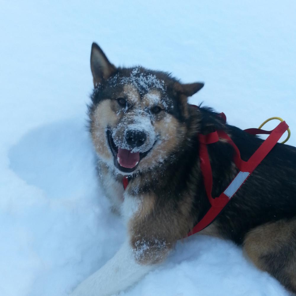 "Find Your Park" Litter - Denali National Park & Preserve (U.S ...