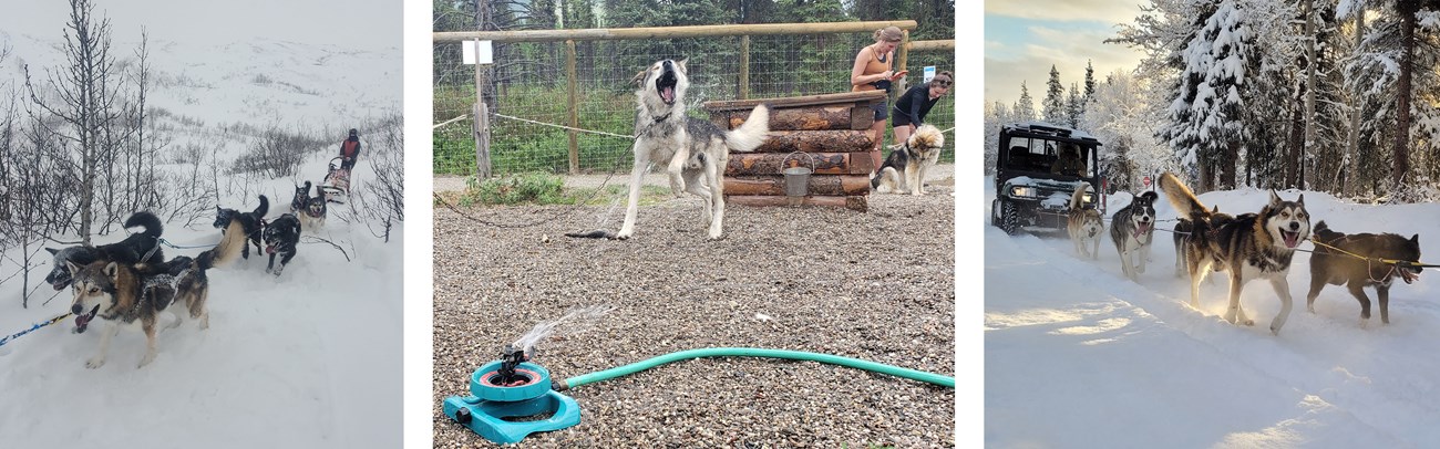 Kusko - Denali National Park & Preserve (U.S. National Park Service)