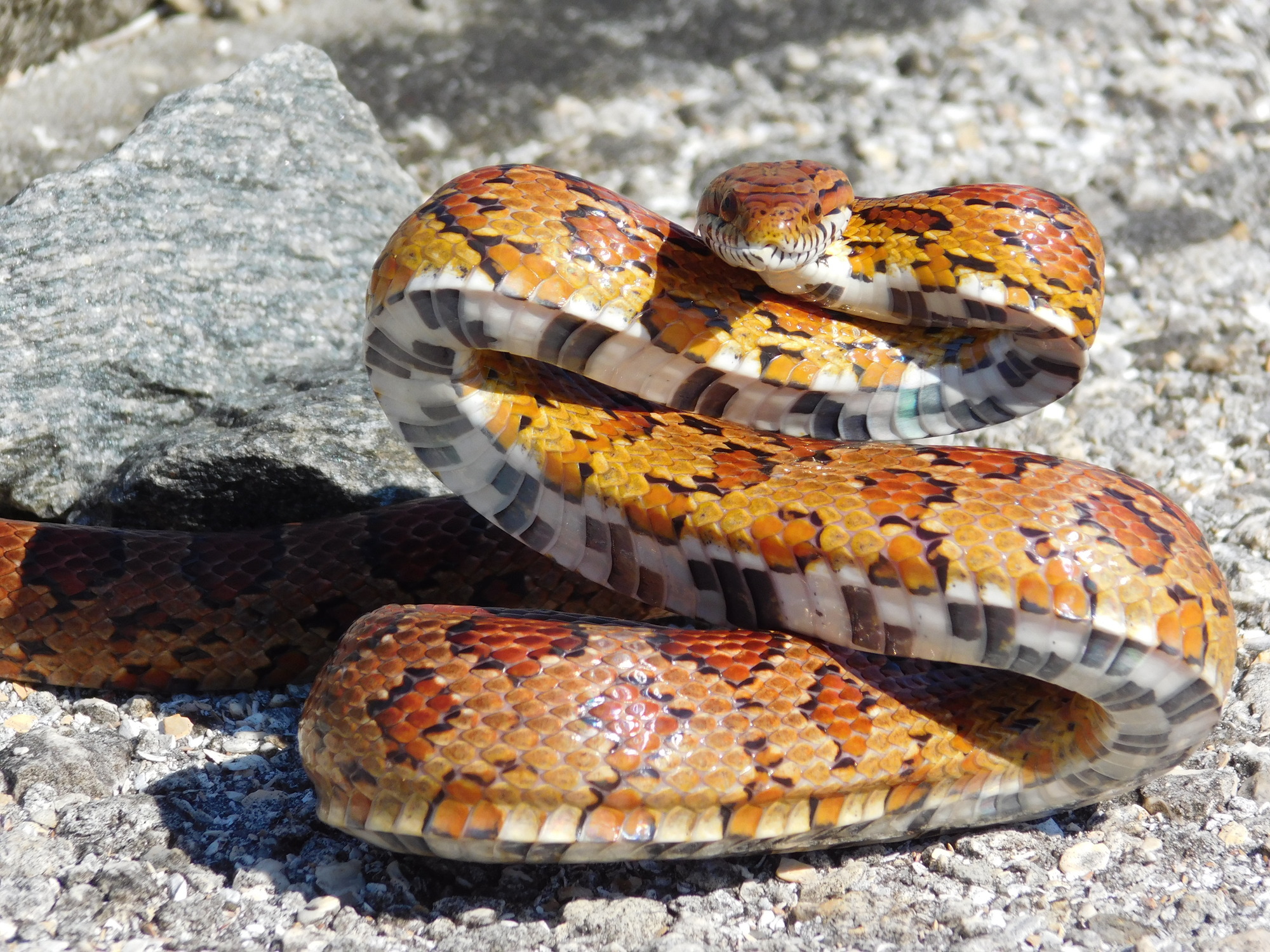 Corn Snake Underside
