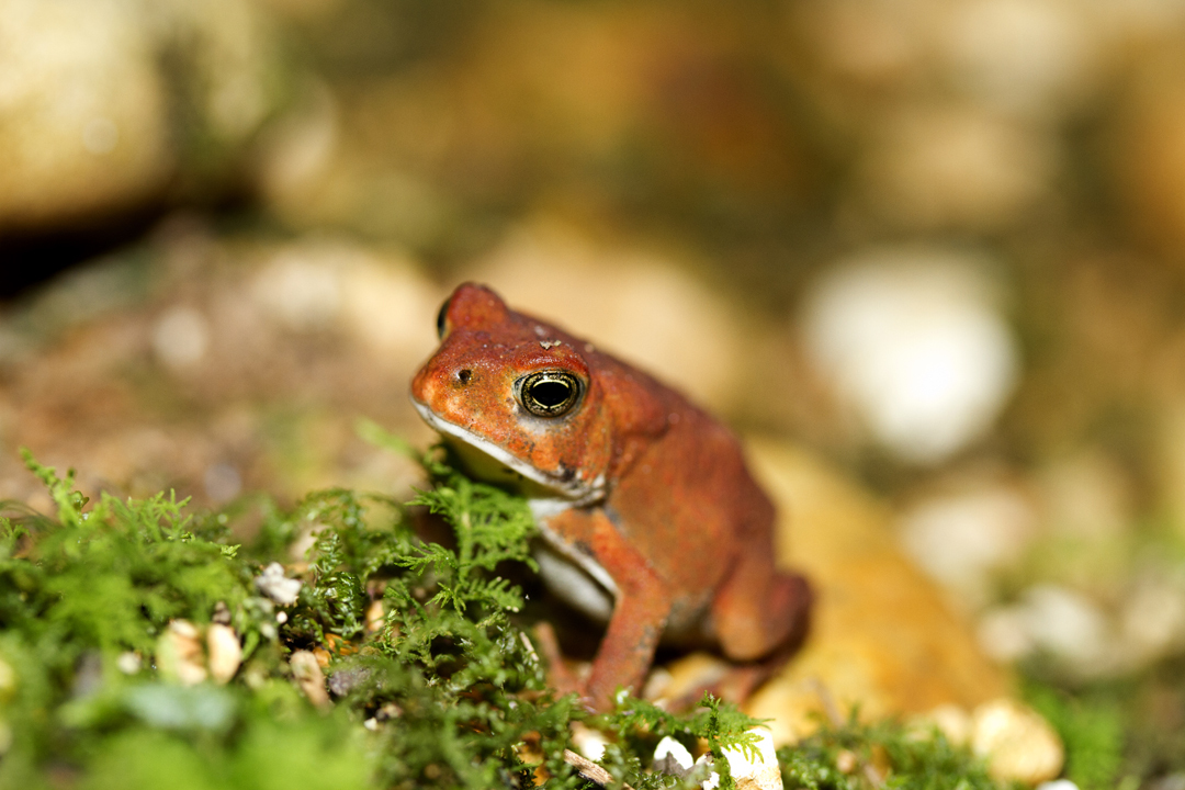 Amphibians - De Soto National Memorial (U.S. National Park Service)