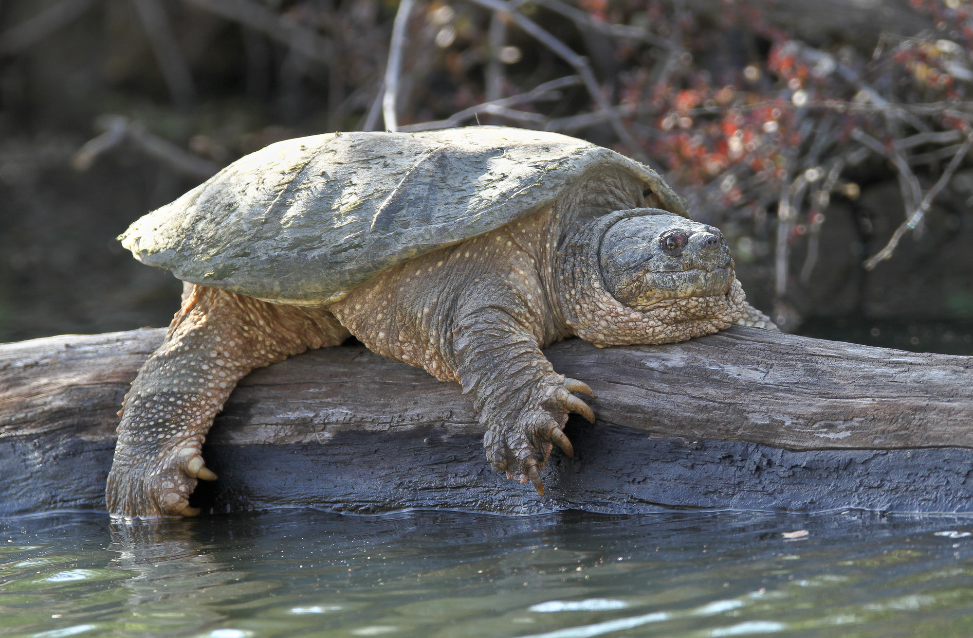 Reptiles - De Soto National Memorial (U.S. National Park Service)