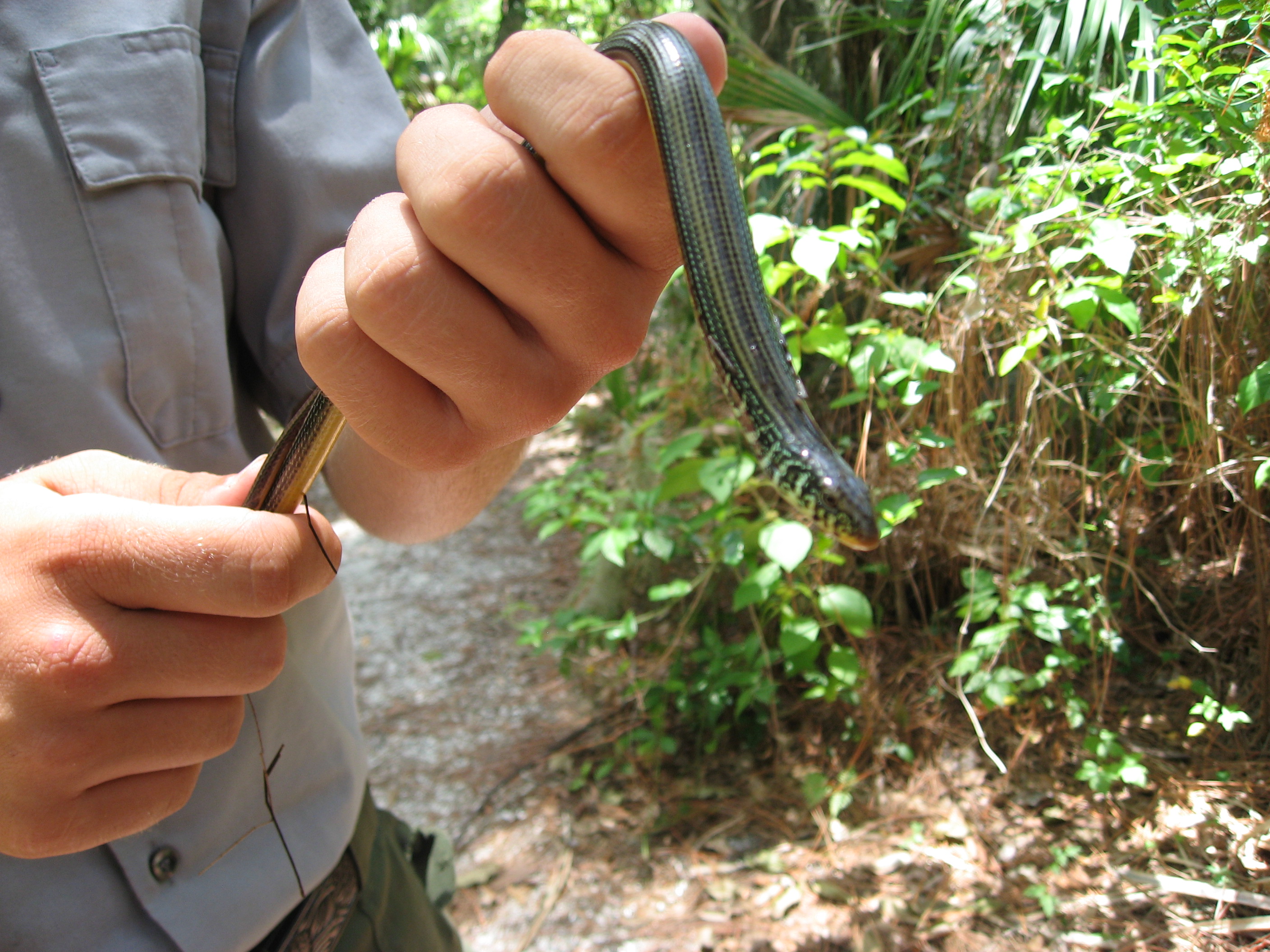 Glass Eggs For Snakes