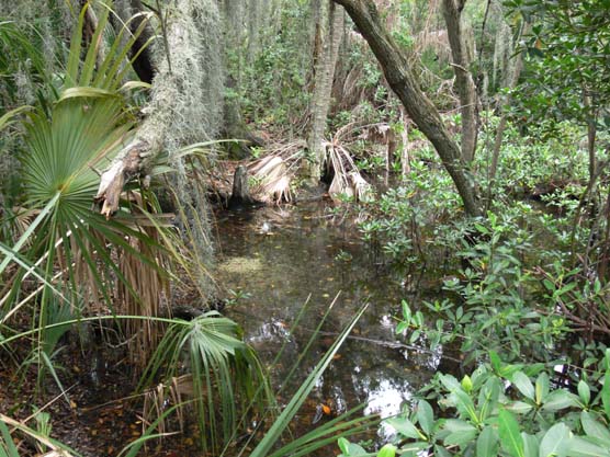 EgyptSearch Forums: Is IronLion right, were the original Romans Black?