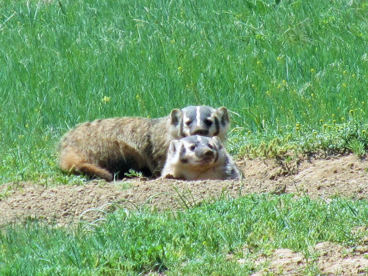Weasels - Devils Tower National Monument (U.S. National Park Service)