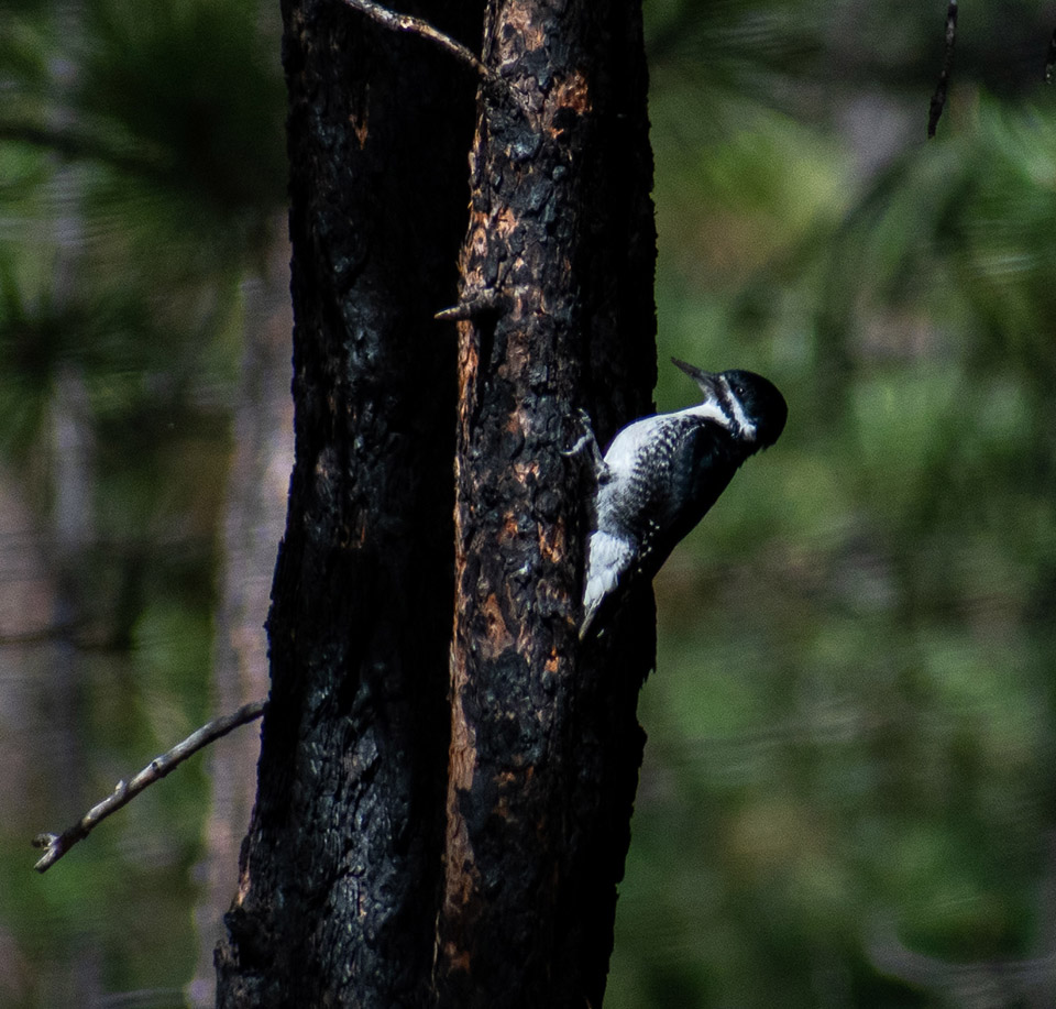 Animals - Devils Tower National Monument (U.S. National Park Service)