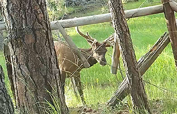Ungulates (Hoofed Animals) - Devils Tower National Monument (U.S ...