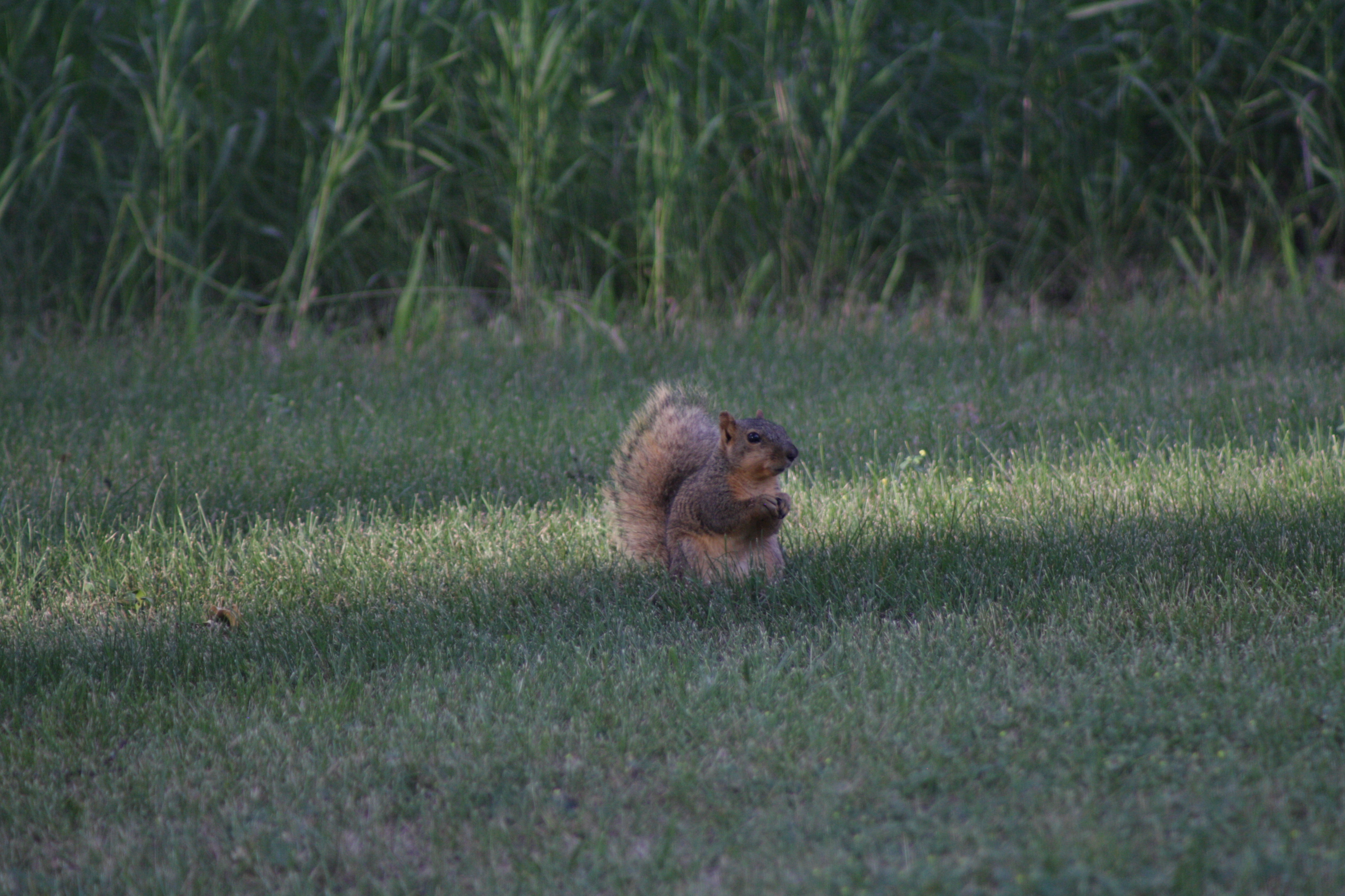 Prairie Dogs and other Squirrels - Devils Tower National Monument (U.S ...
