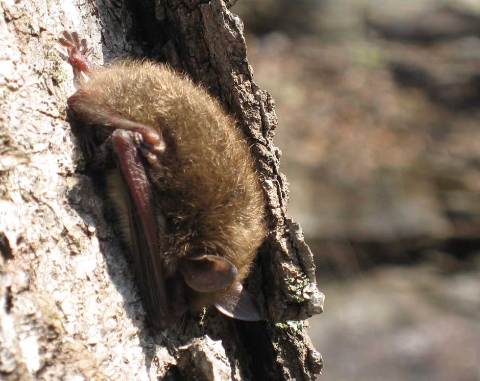 Bats - Devils Tower National Monument (U.S. National Park Service)