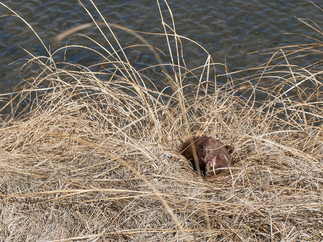 Weasels - Devils Tower National Monument (U.S. National Park Service)