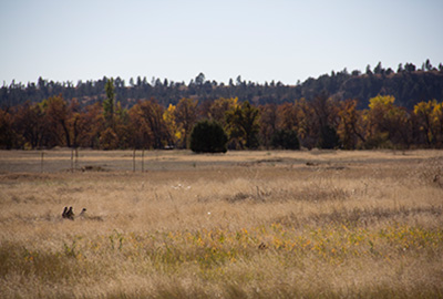 Prairie Dogs - Devils Tower National Monument (U.S. National Park Service)