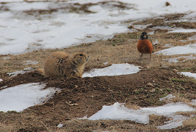 Prairie Dogs - Devils Tower National Monument (U.S. National Park Service)