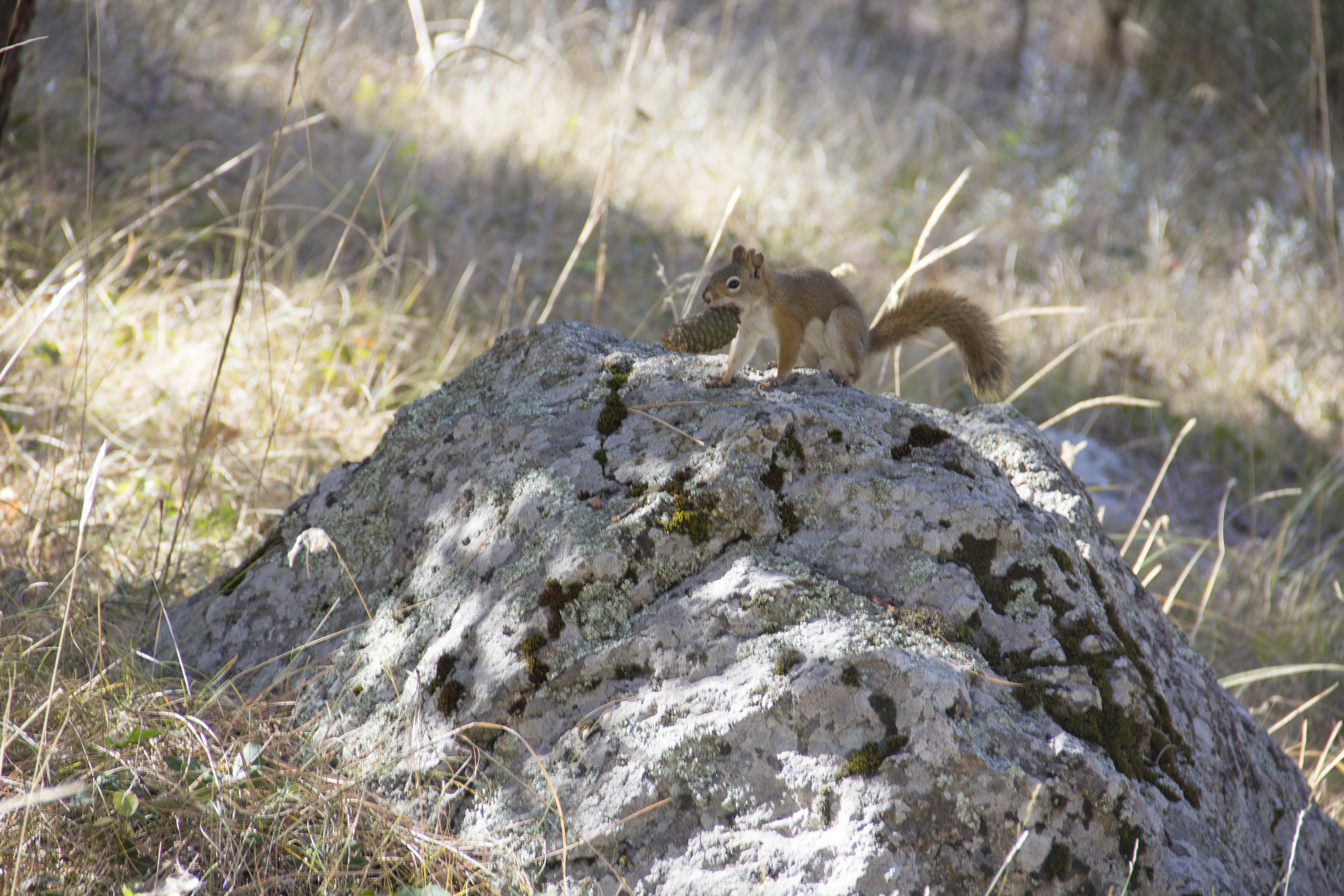 Prairie Dogs and other Squirrels - Devils Tower National Monument (U.S ...