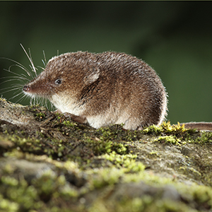 Rodents and Shrews - Devils Tower National Monument (U.S. National Park ...
