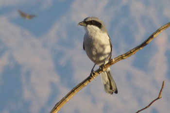 Birds - Death Valley National Park (U.S. National Park Service)
