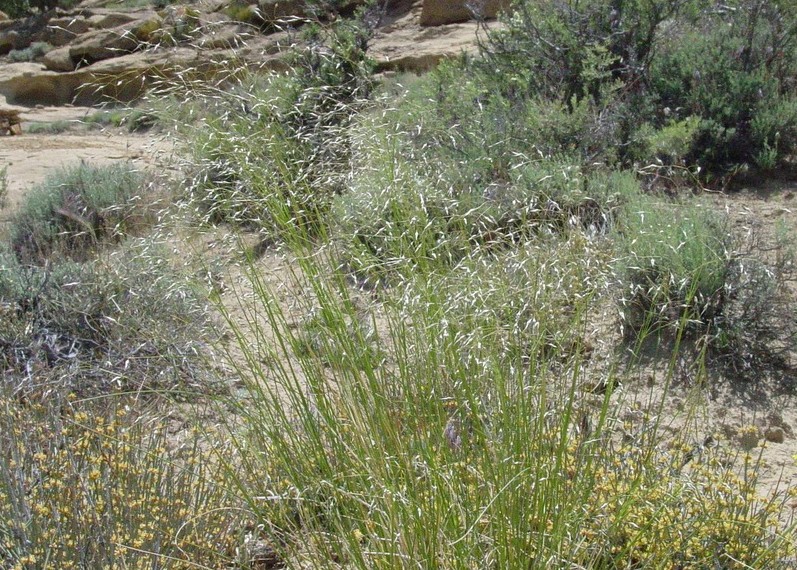 Dried Salt Grass