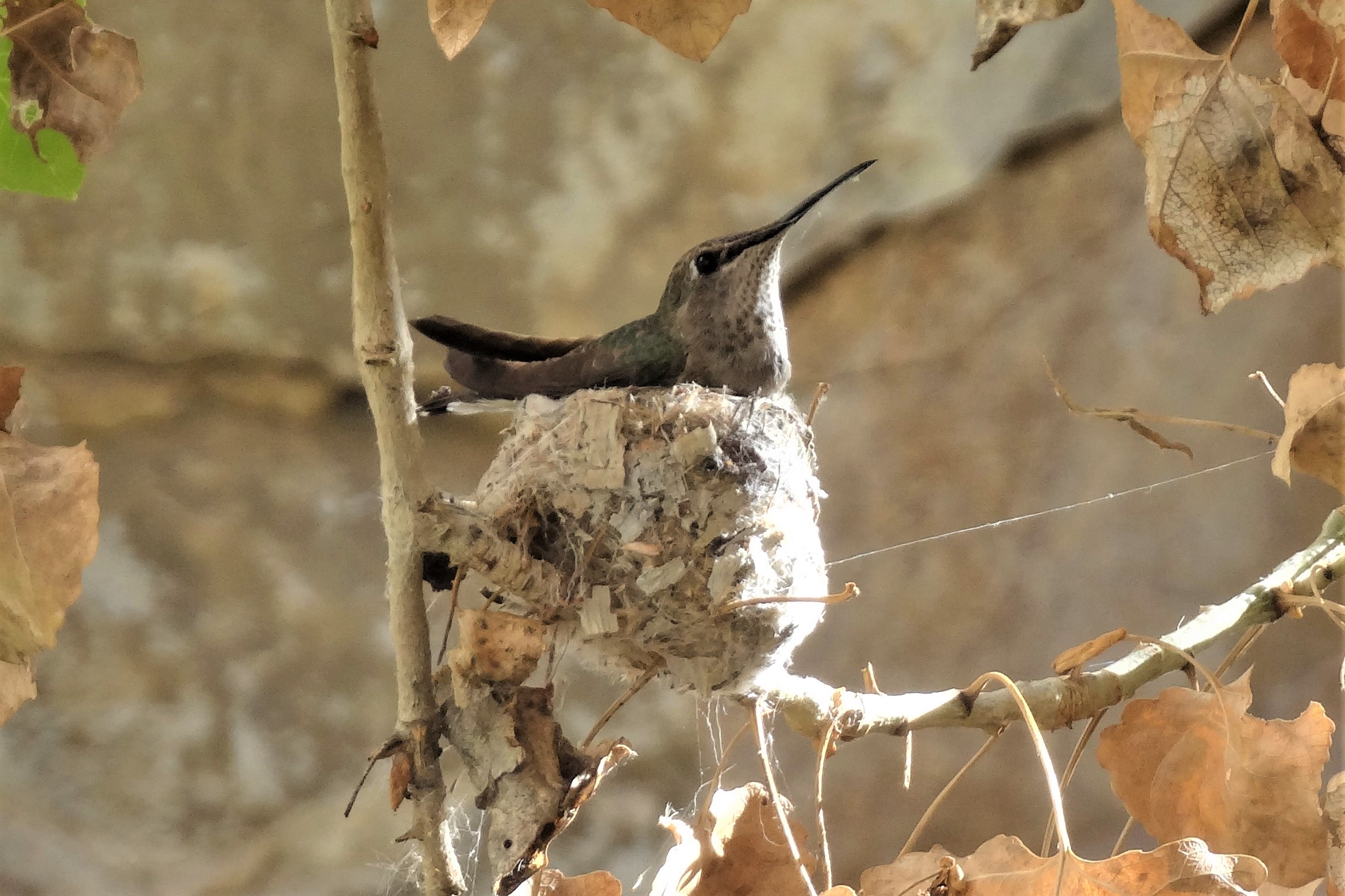 Birdwatching - Death Valley National Park (U.S. National Park Service)