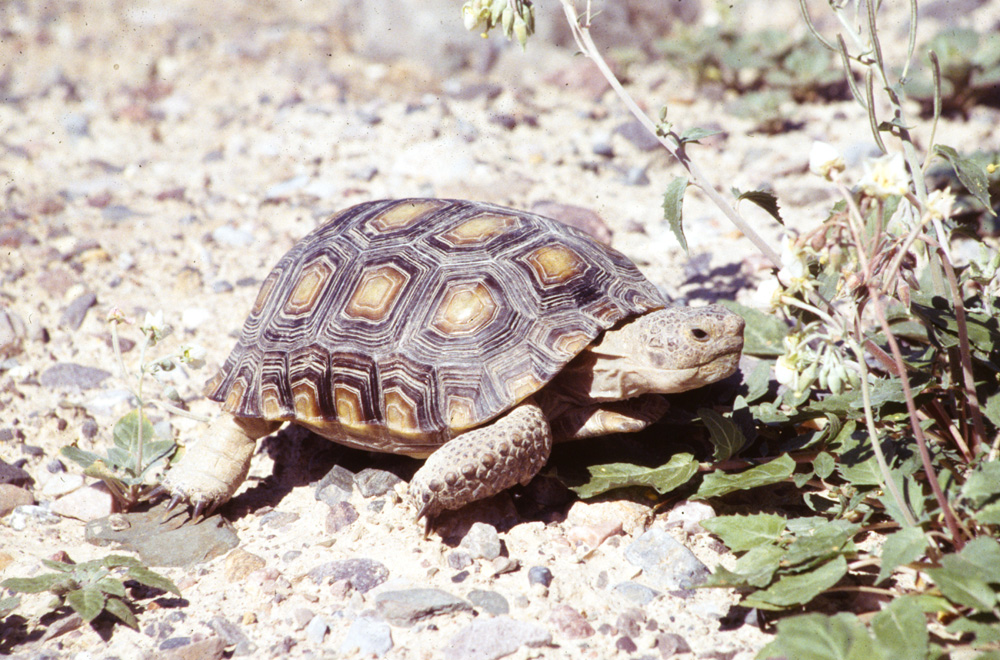 Tortoise - Death Valley National Park (U.S. National Park Service)