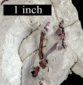 Camptosaurus aphanoecetes - Dinosaur National Monument (U.S. National ...