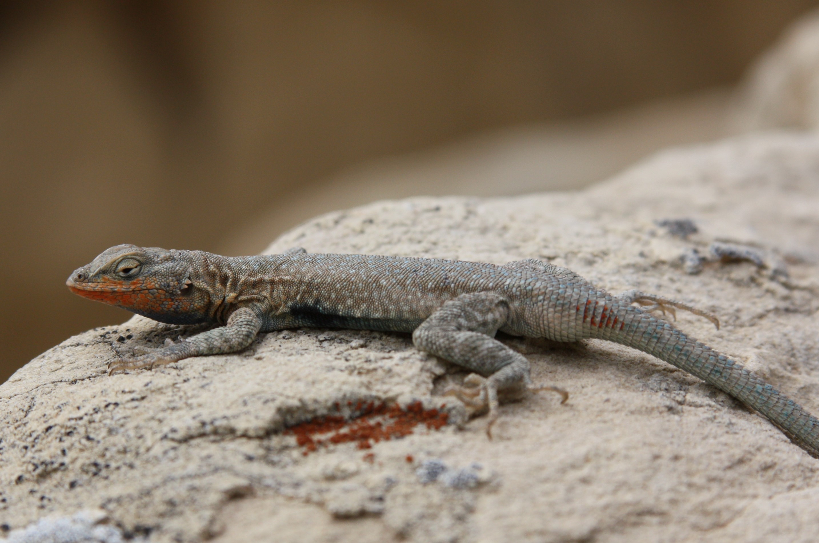 Reptiles - Dinosaur National Monument (U.S. National Park Service)