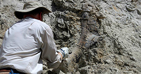 Paleontology - Dinosaur National Monument (U.S. National Park Service)