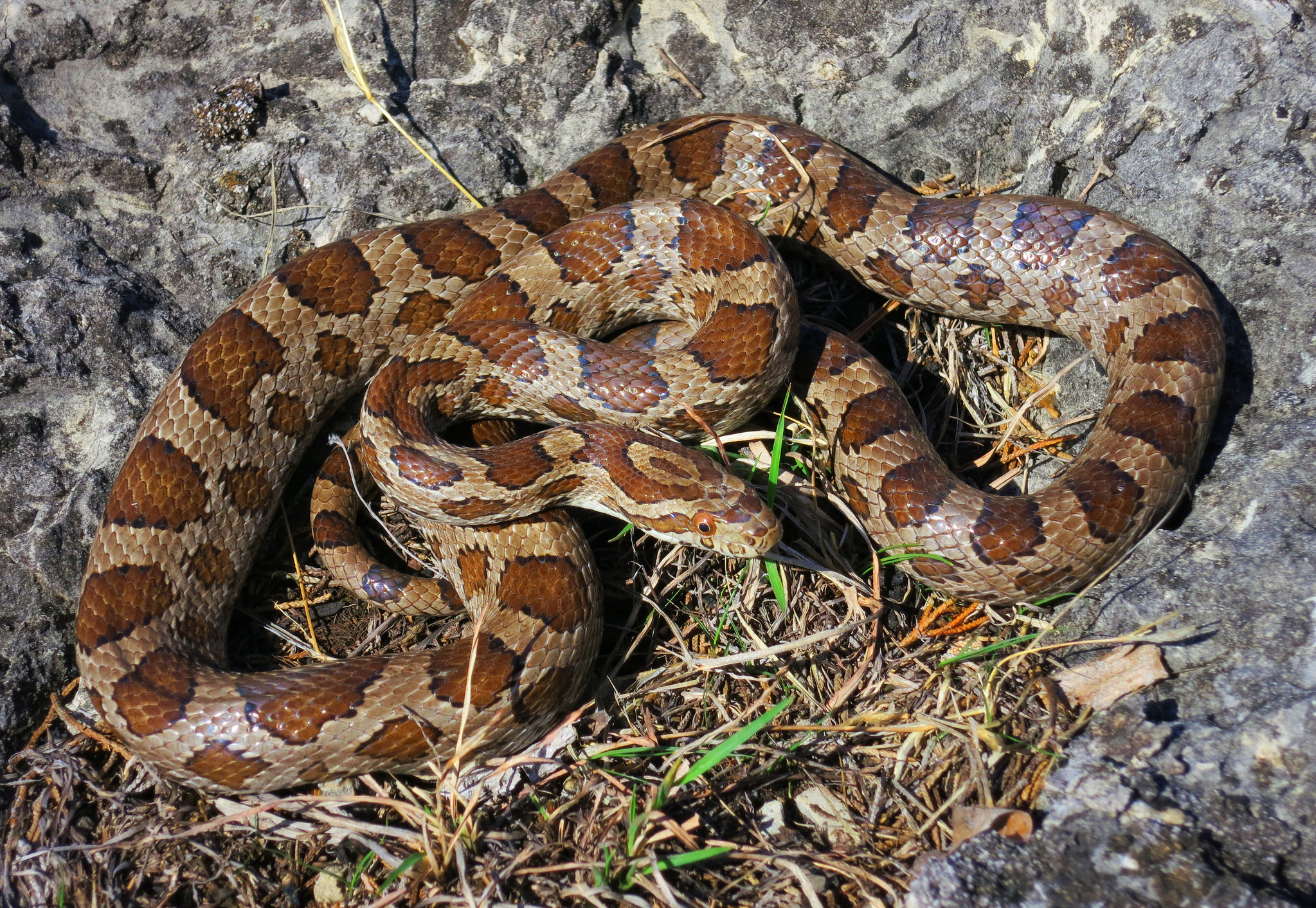 Stargazing Corn Snake