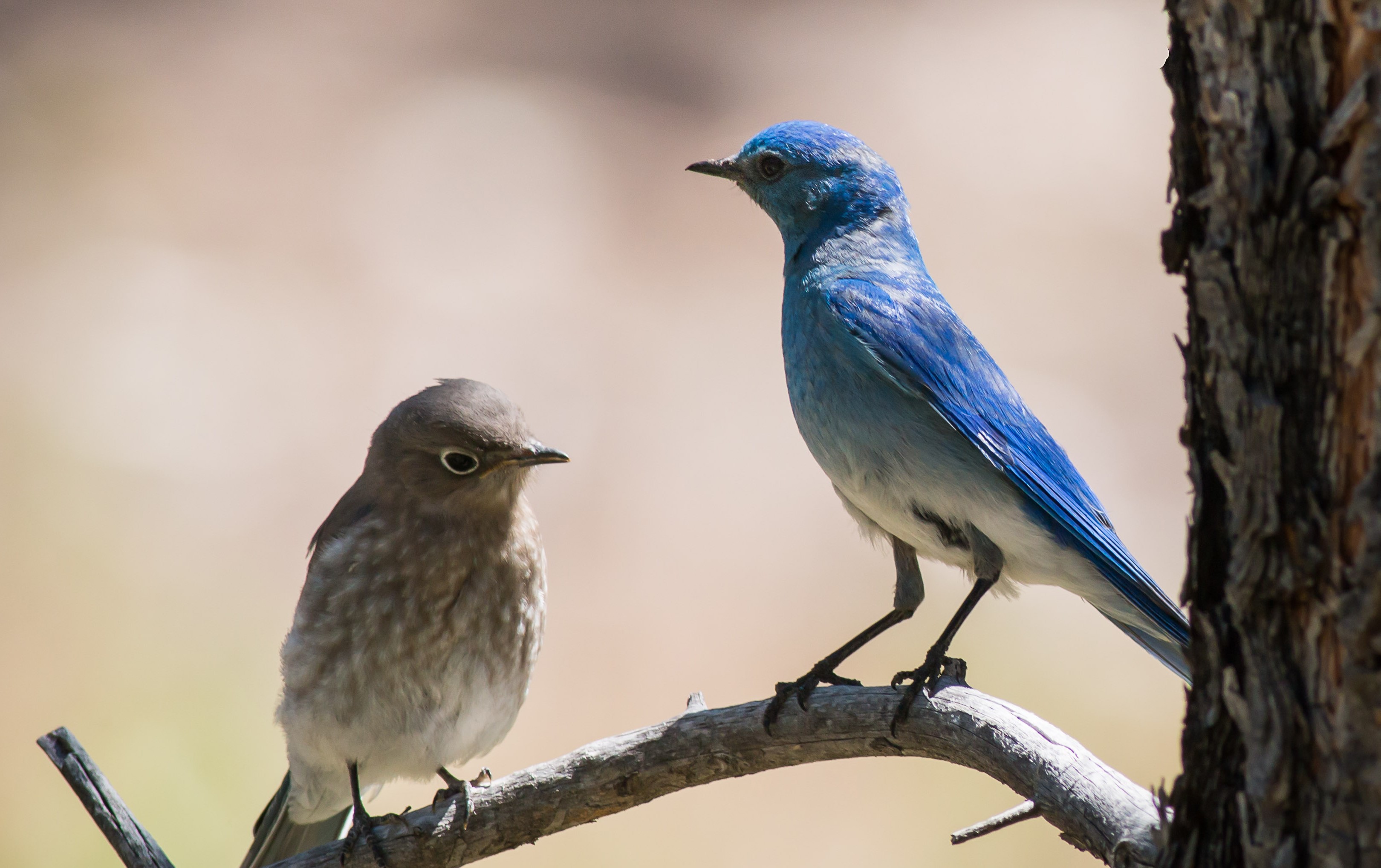Birds - Dinosaur National Monument (U.S. National Park Service)