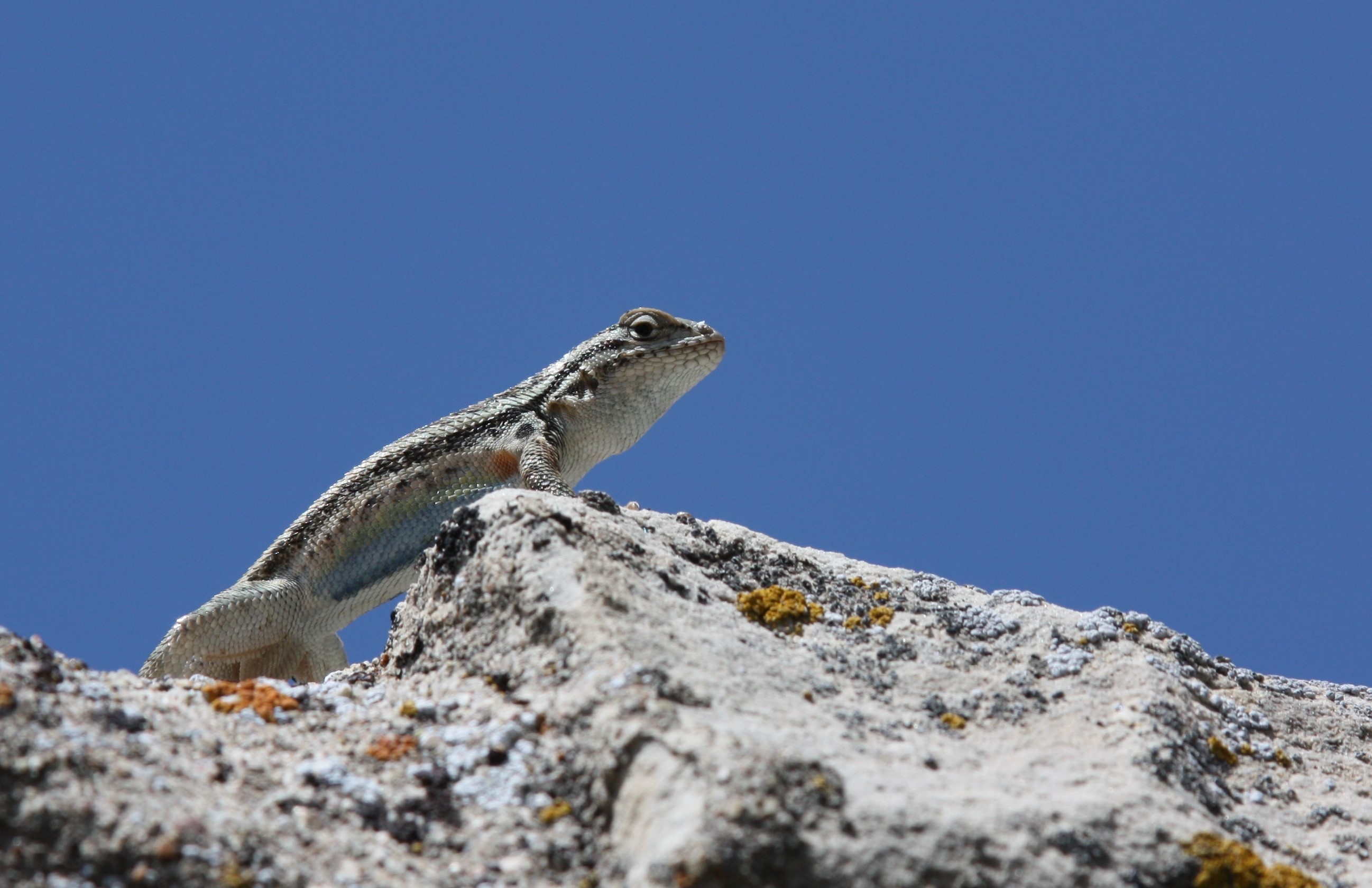 Identifying Western Fence Lizards And Common Sagebrush Lizards