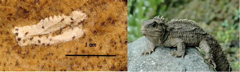 Other Reptiles - Dinosaur National Monument (U.S. National Park Service)