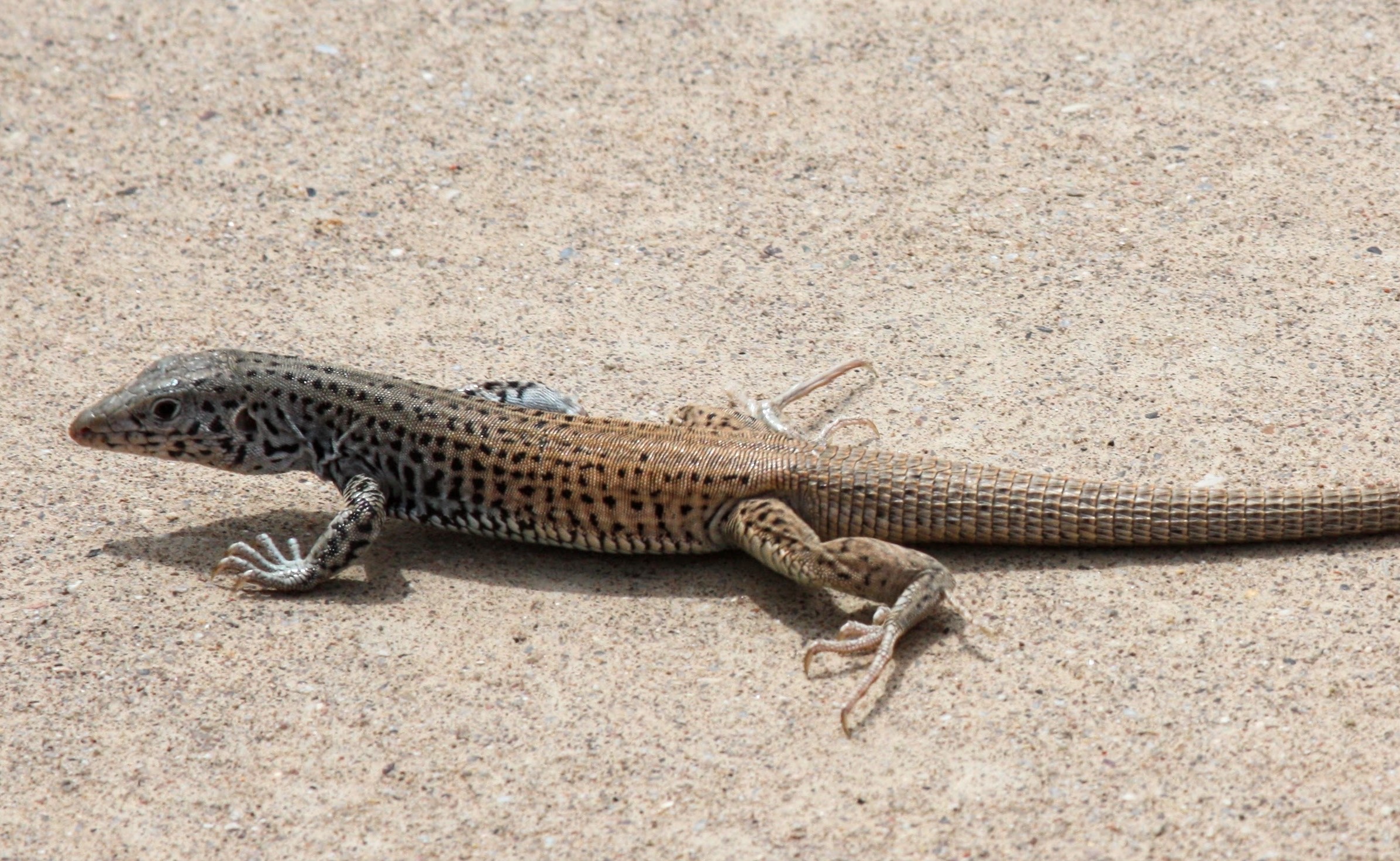 Reptiles - Dinosaur National Monument (U.S. National Park Service)