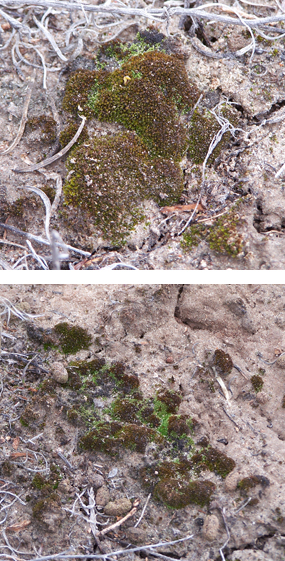 Biological Soil Crusts - Dinosaur National Monument (U.S. National Park ...