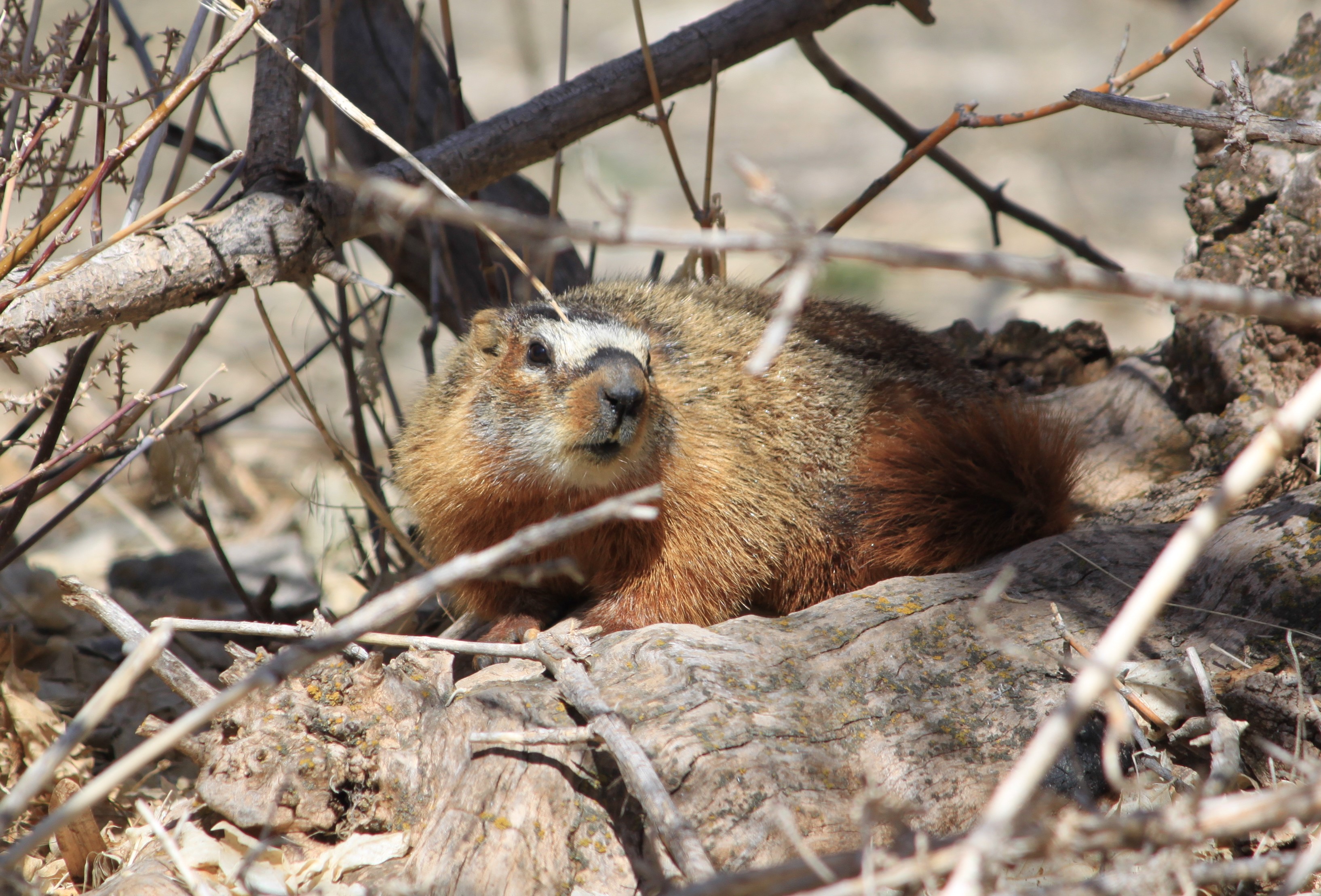 Mammals - Dinosaur National Monument (U.S. National Park Service)
