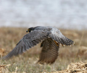 Peregrine Falcon Recovery at Dinosaur NM - Dinosaur National Monument ...