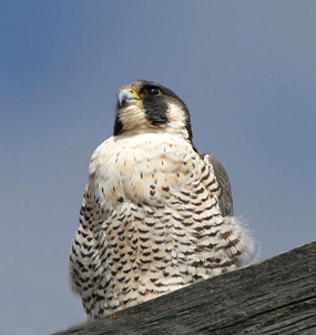Peregrine Falcon Recovery at Dinosaur NM - Dinosaur National Monument ...