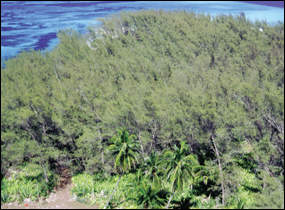 Loggerhead Key Restoration - Dry Tortugas National Park (U.S. National ...