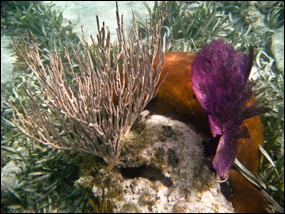 Plants - Dry Tortugas National Park (U.S. National Park Service)