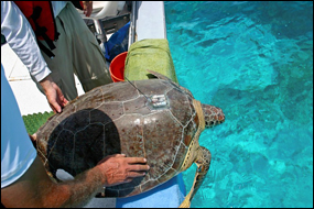 Sea Turtles - Dry Tortugas National Park (U.S. National Park Service)