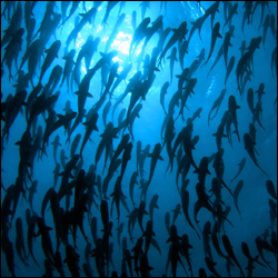 Reef Fishes - Dry Tortugas National Park (U.S. National Park Service)
