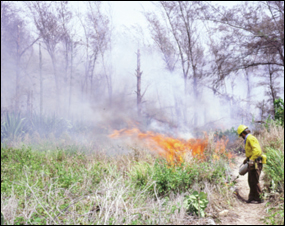Loggerhead Key Restoration - Dry Tortugas National Park (U.S. National ...