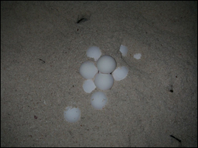 Sea Turtles - Dry Tortugas National Park (U.S. National Park Service)