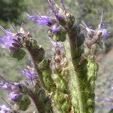 Cinder Phacelia - El Malpais National Monument (U.S. National Park Service)