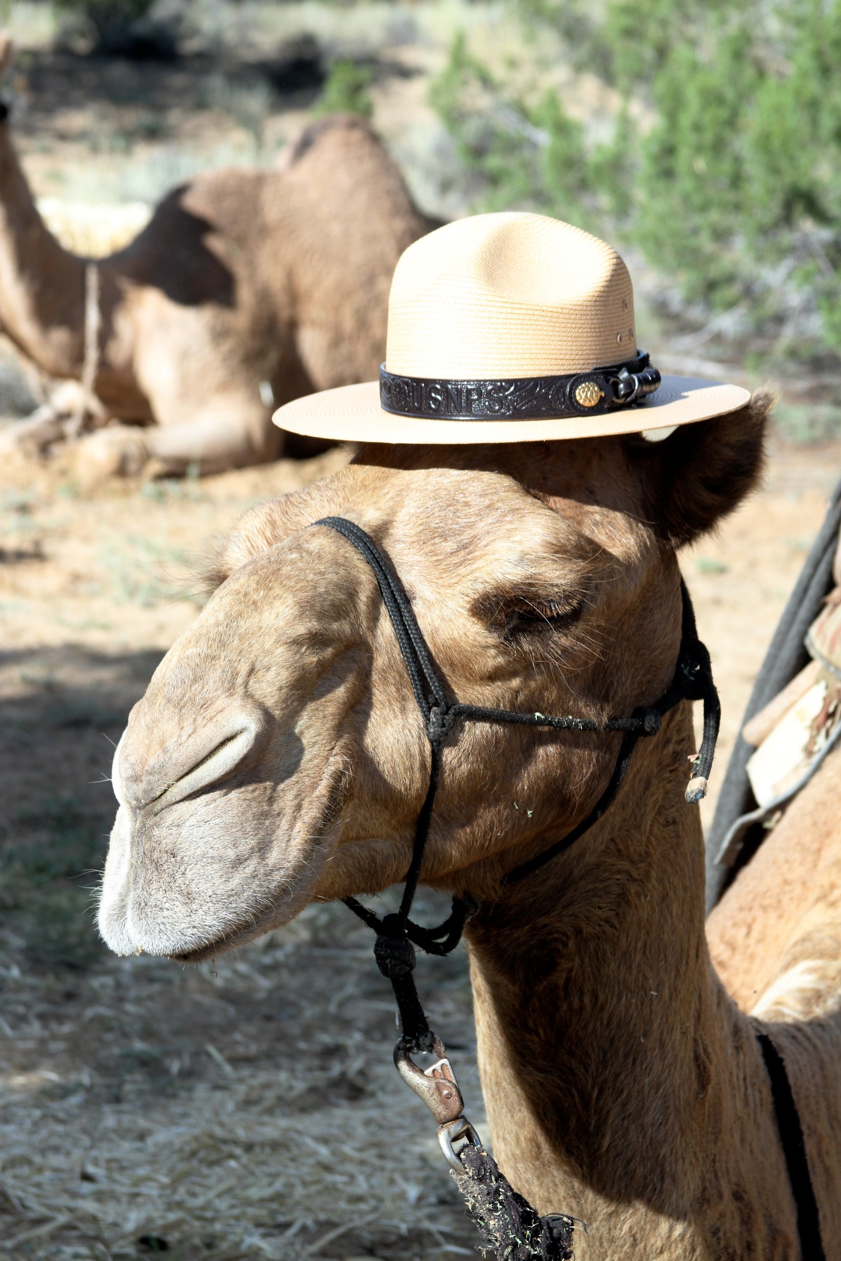 Camel Corps Field Trips - El Morro National Monument (U.S. National ...