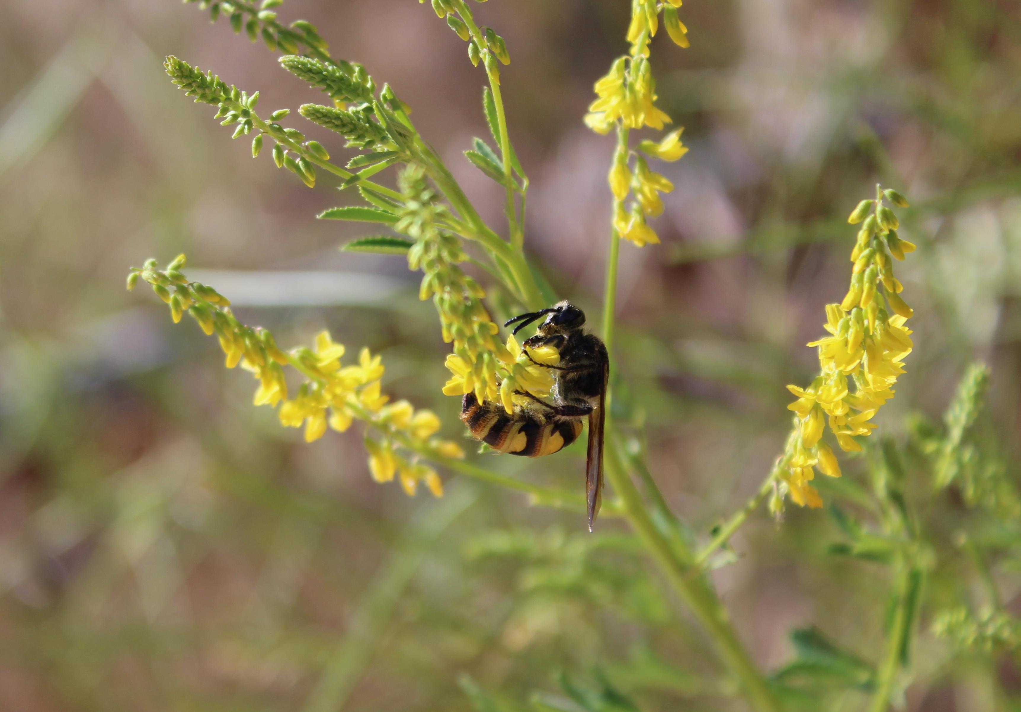Insects - El Morro National Monument (U.S. National Park Service)