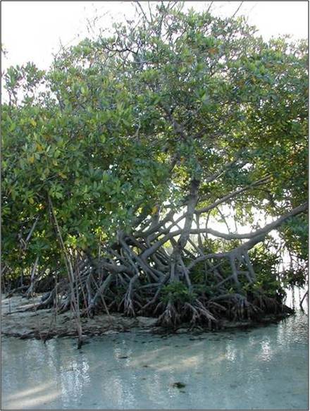 Everglades Archaeological Heritage - Everglades National Park (U.S ...