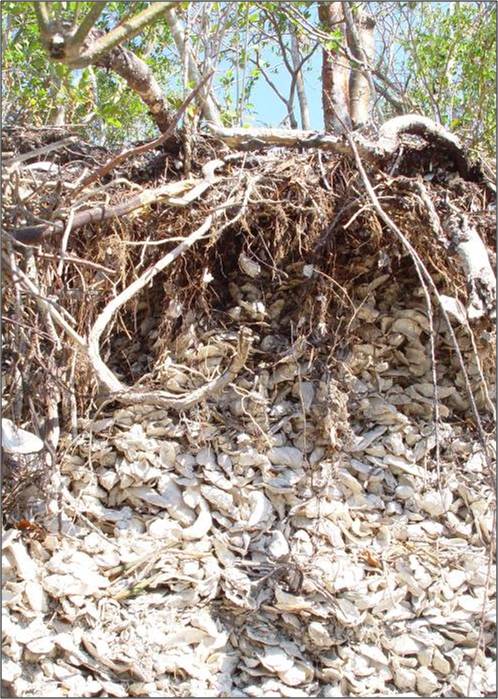 Everglades Archaeological Heritage - Everglades National Park (U.S ...