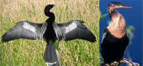 Birds of the Everglades - Everglades National Park (U.S. National Park ...